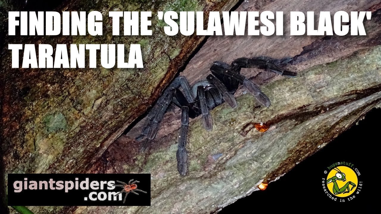 SULAWESI BLACK TARANTULA - YouTube
