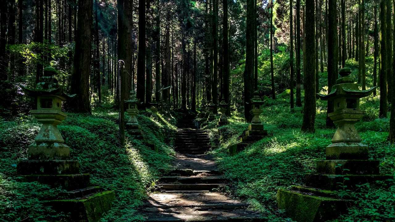 Beautiful Forest Soundscape * 3 Hours - YouTube