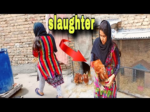 Slaughter vlog | Pakistan girl slaughter desi 🐔chickens | Rabia Simple Life