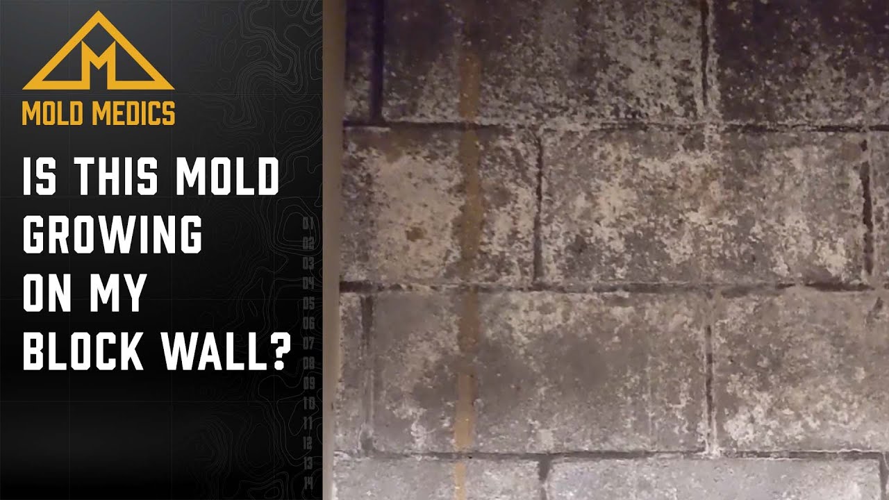 Black Mold On Cinder Blocks How Mold In Crawl Space Impacts Home Air