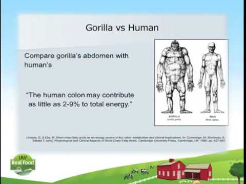 Gorilla vs Human Digestive System - YouTube