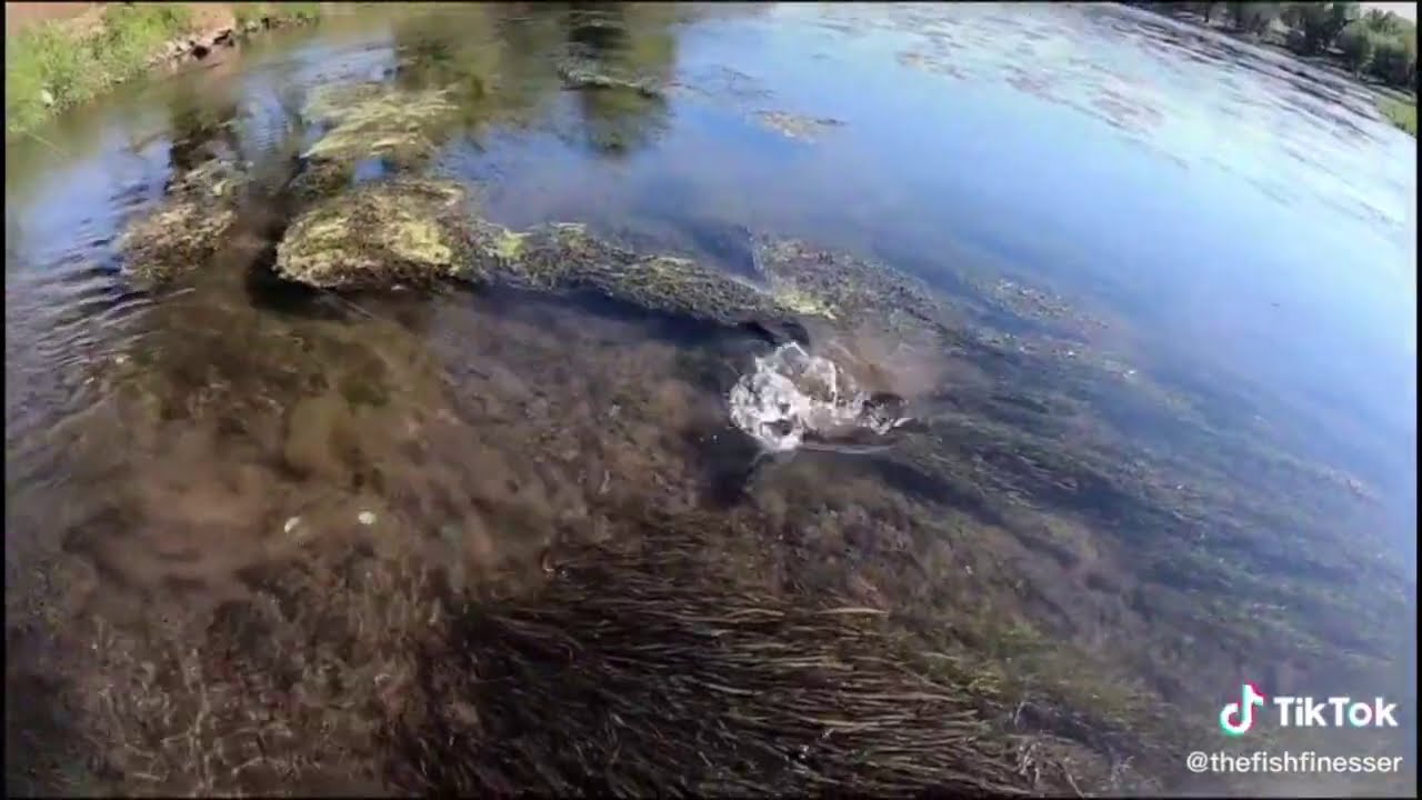 EPIC Fishing Clips!! *Tik Tok* - YouTube