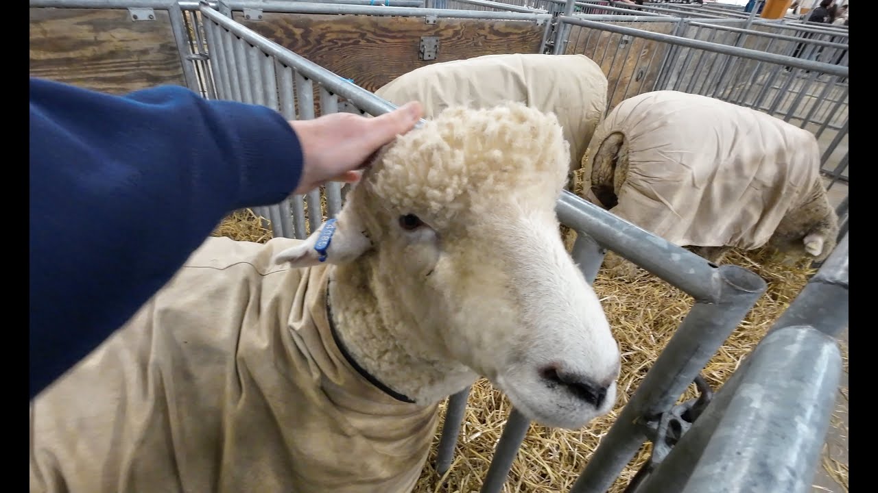 A Fun Day at the PA Farm Show 2024! - YouTube
