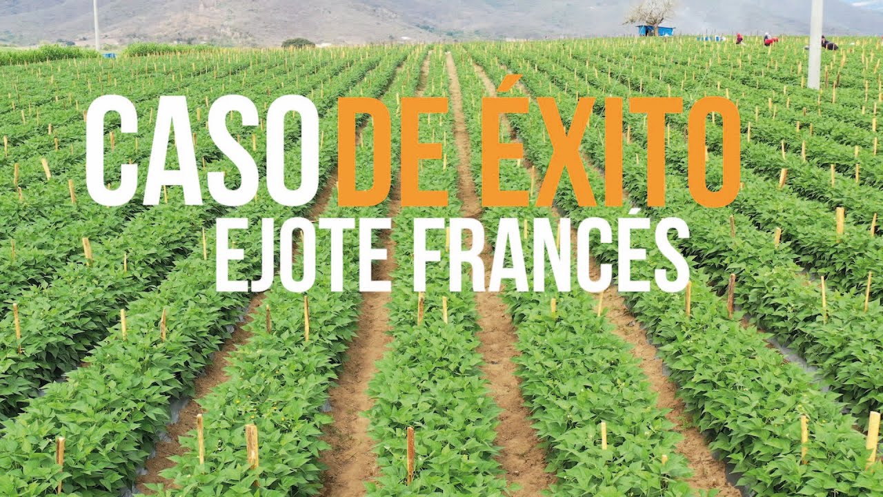 Caso de éxito en ejote francés- Aumento de Rendimiento - YouTube