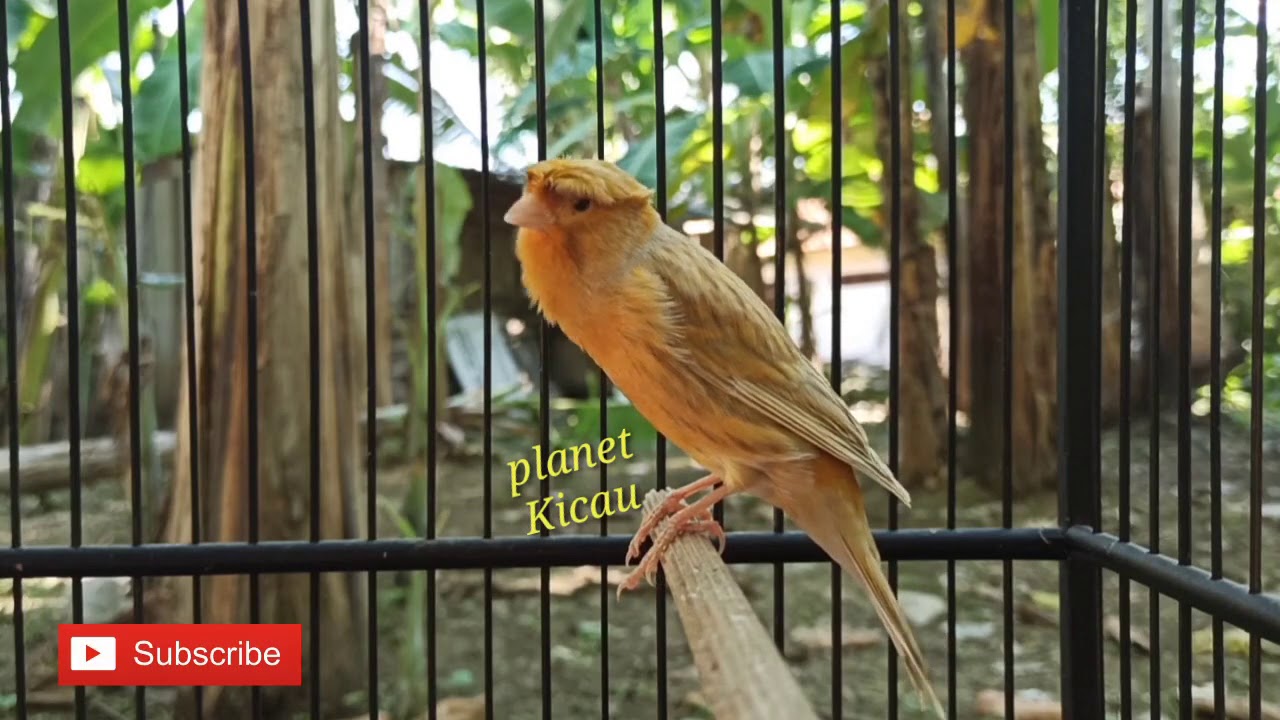 Le canari d’Isabel stimule rapidement le son du matériel d’oiseau - YouTube