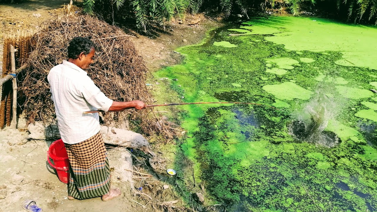 Best fish hunting | Old man fish catching by hook in village pond ...