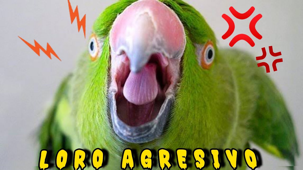 Mi Loro es AGRESIVO!! ¿Porque? Que Hago? 🤔🤔 - YouTube