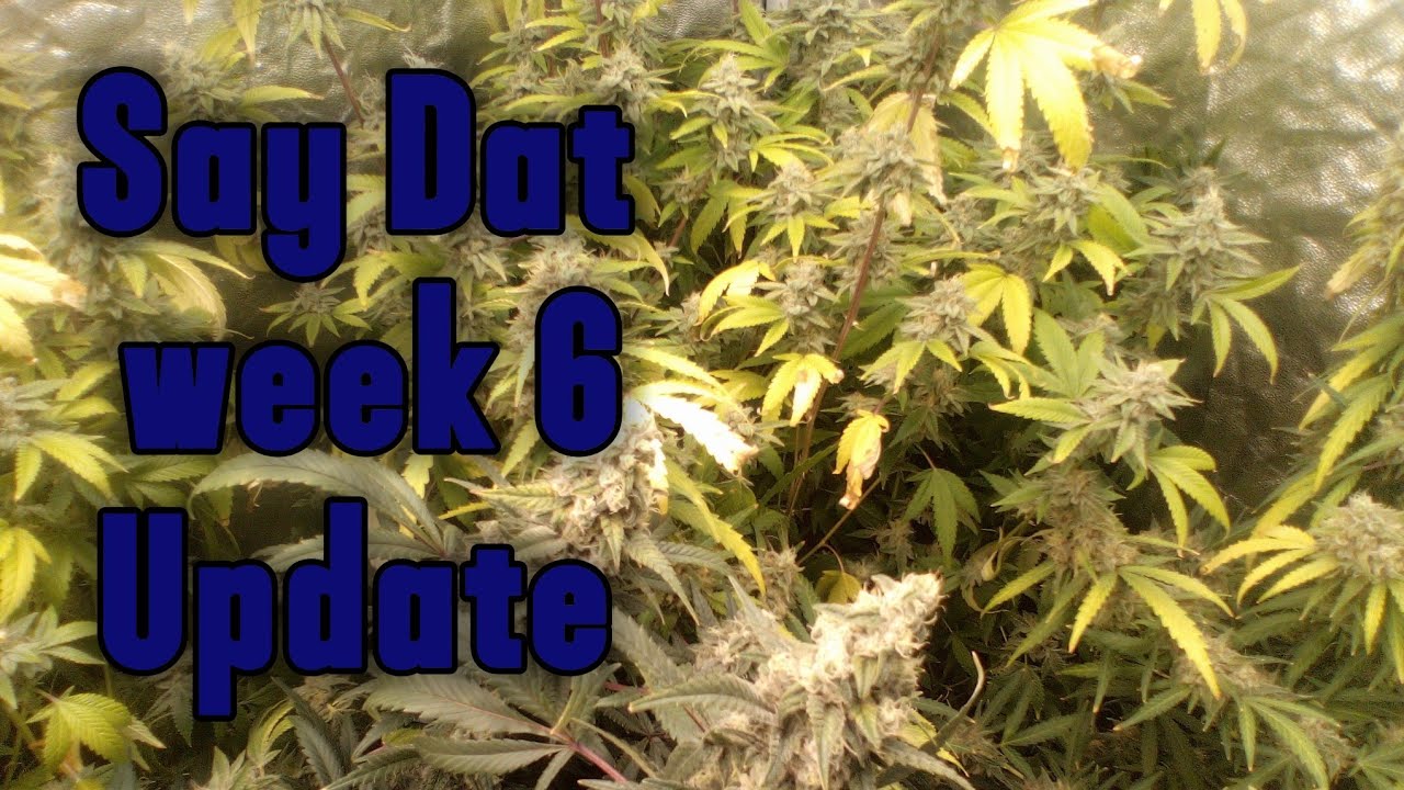 My Beginner grow 2x4 week 6 flower update - YouTube