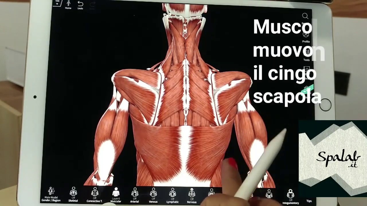 Muscoli del cingolo scapolare. Origini, inserzioni e nervi. Anatomia 3D ...