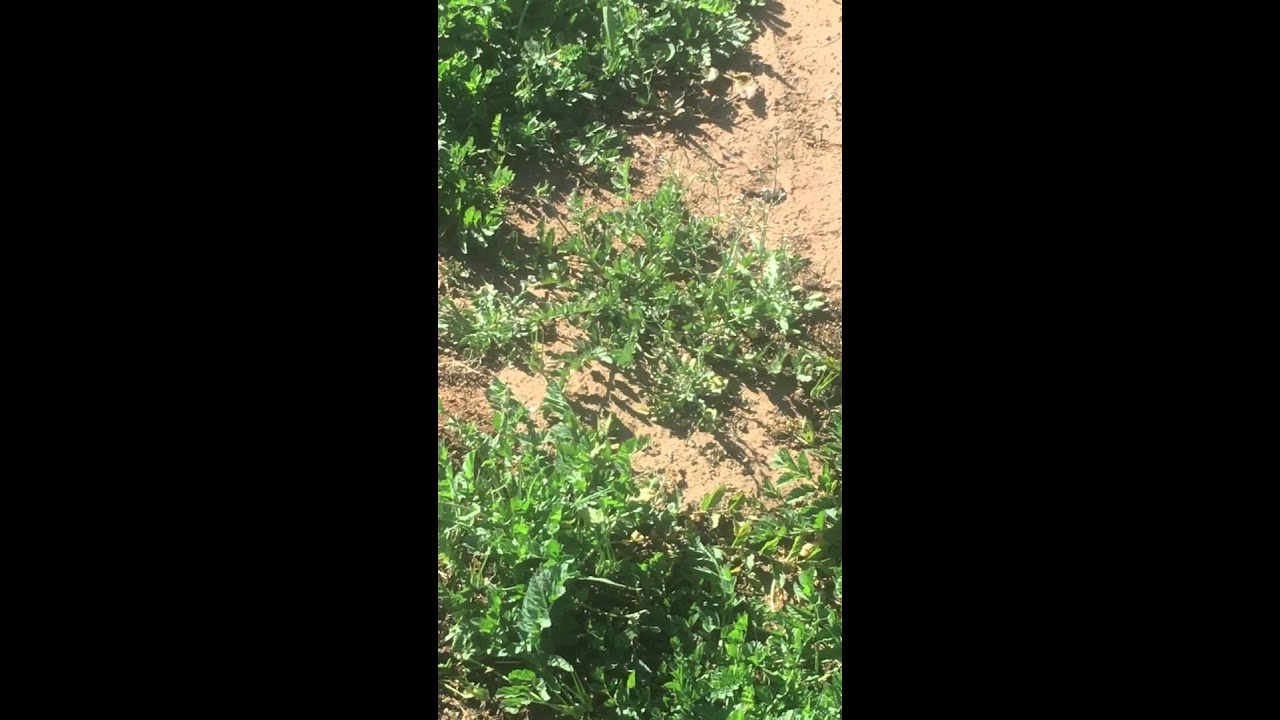 Gopher Eating Garden Plants - YouTube