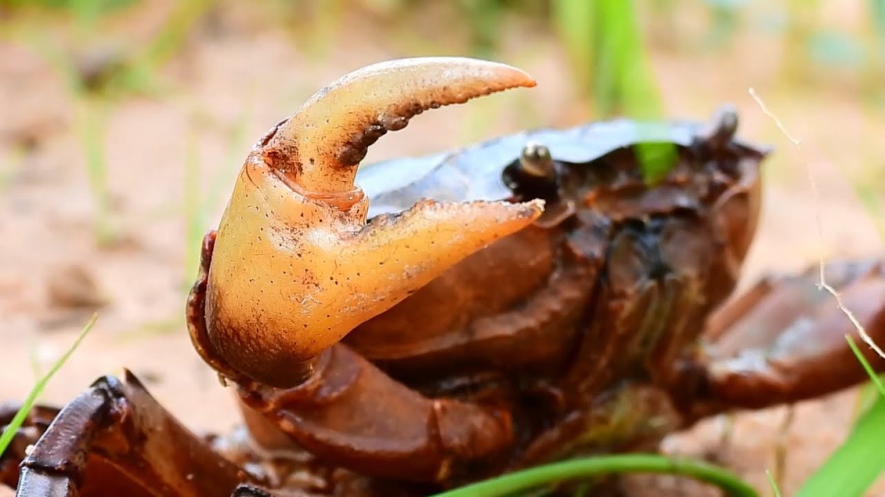 Hand Crab So Big Walking Pass Field Rice - YouTube