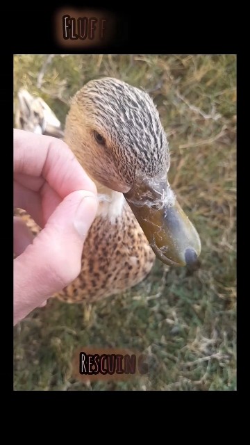 Removing fluff from duck nose || Rescuing duck 🥰 #shorts #amazing # ...