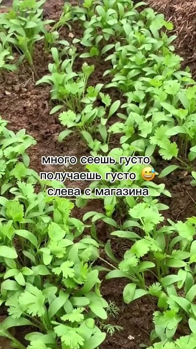 Кинза 🌿 из своих семян #огород #кинза #зелень - YouTube