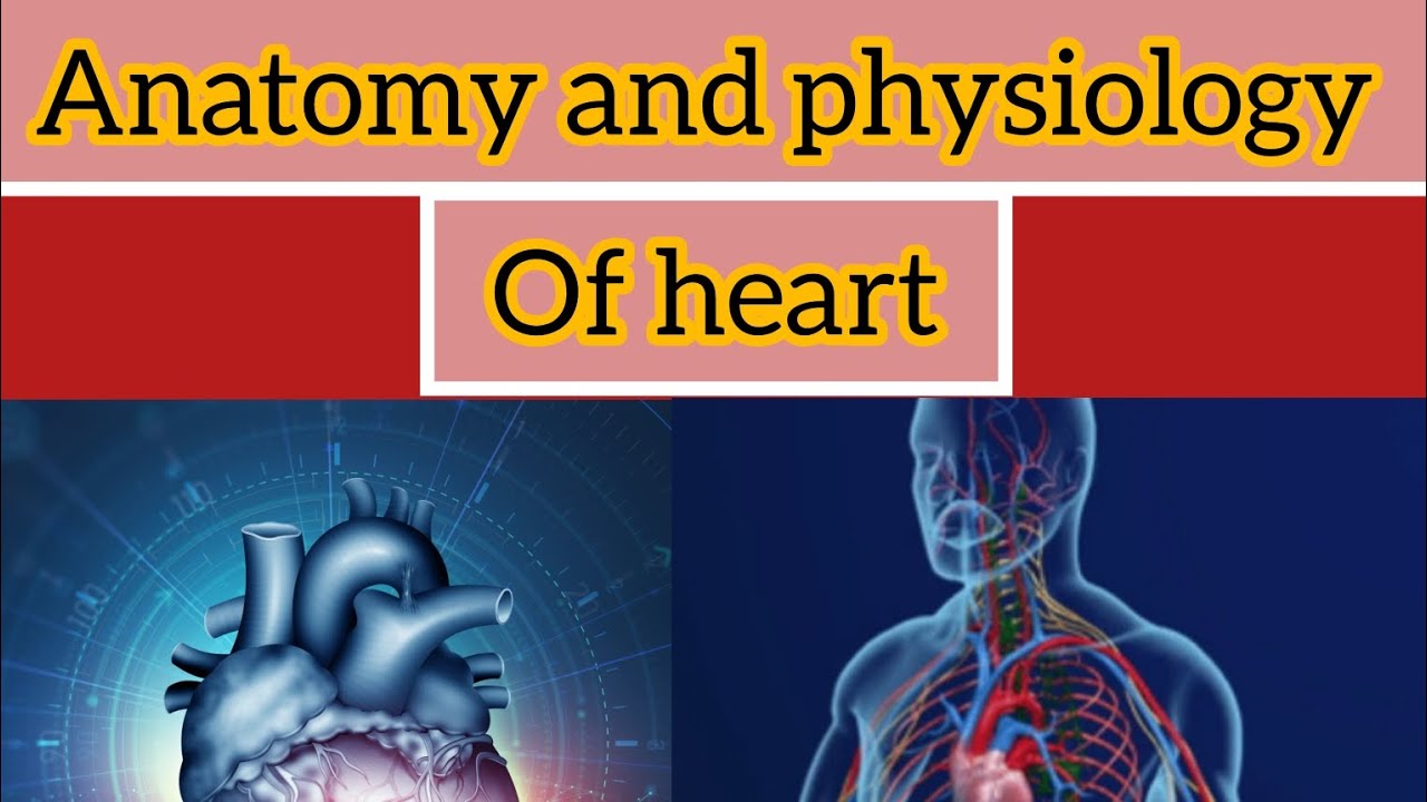 Introduction Of Human Heart| Pumps| Chambers| Valves| Important Things ...