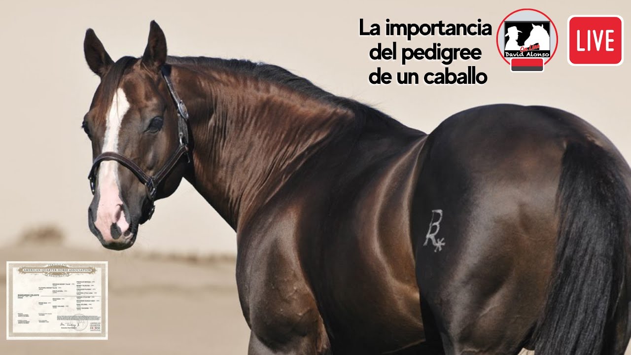 La Importancia Del Pedigree De Un Caballo YouTube la-importancia-del-pedigree-de-un-caballo-youtube