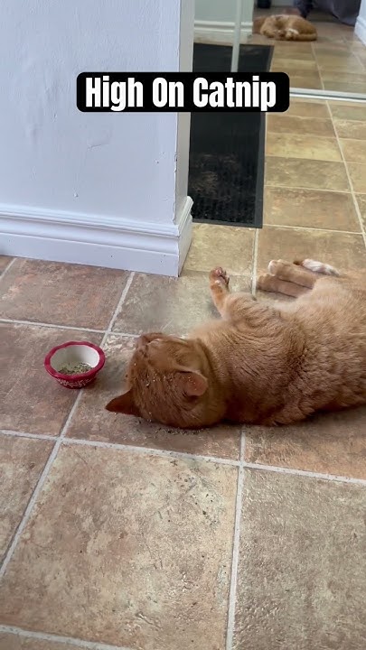 High On Catnip - YouTube