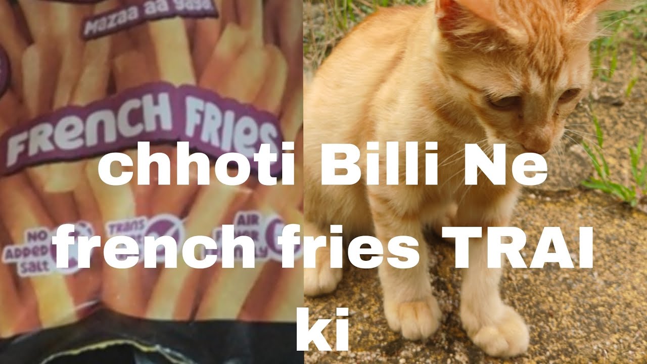 Yummy french fries & cute cat moment 🍟😻| evening walk vlog #catvideo# ...