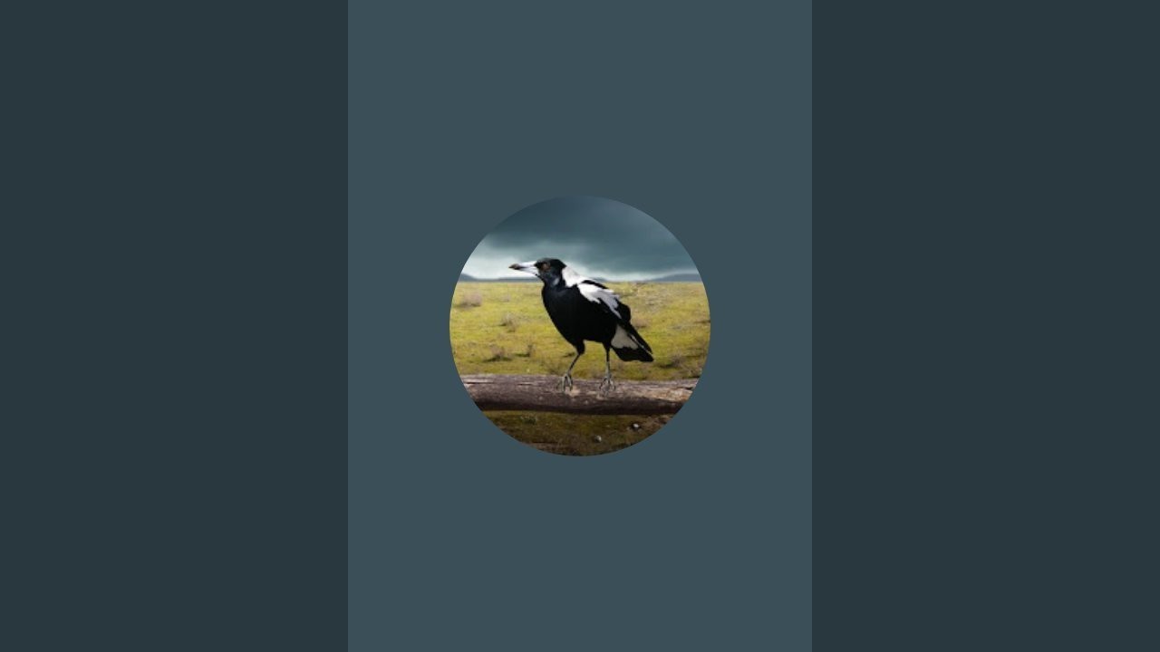 5 Live | Magpie & Friends - YouTube