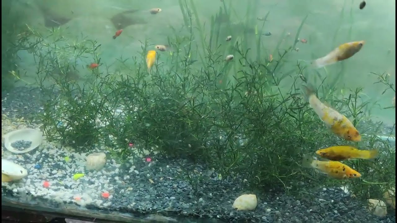 Update about mollies fish ballon mollies ,guppy n platy fish - YouTube
