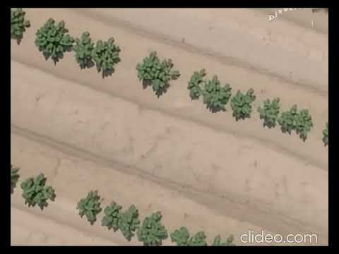 Weed and Cotton plant drone view ai generated video (Computer vision)