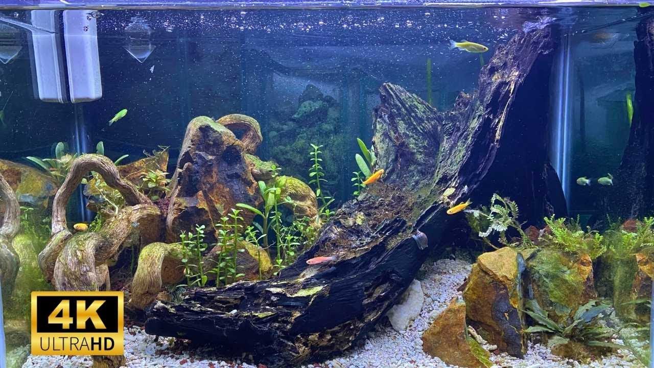 4K AQUASCAPE WITH RELAXATION - 2 HOUR CINEMATIC FISH TANK - YouTube