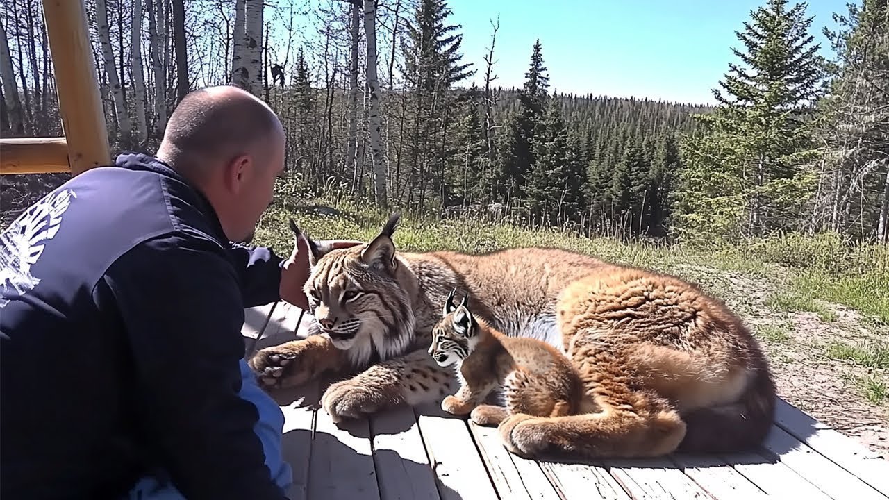 A crying lynx brought her dying cub to this man, and the incredible ...
