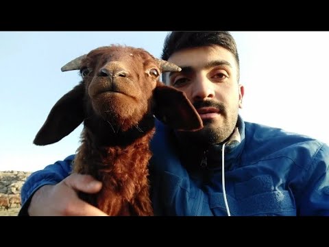 Ilkbahar Sürekli Sancılanan Kuzumuz Maşallah Artık Sağlıklı.