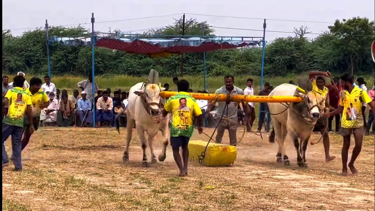 KAMALAPURAM 6teeth 2nd place winner RK BULLS VETAPALEM - YouTube