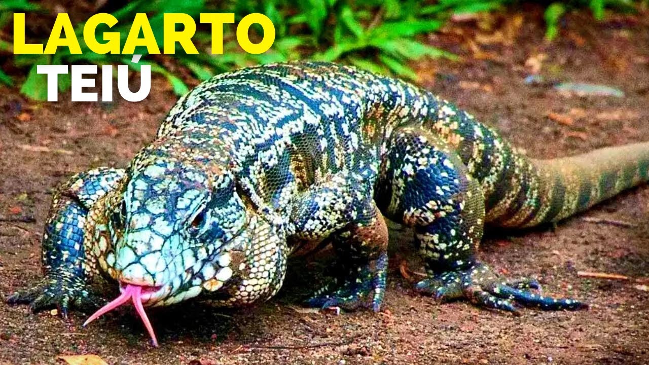 LAGARTO TEIÚ GIGANTE - O MAIOR LAGARTO JÁ ENCONTRADO NO BRASIL - YouTube