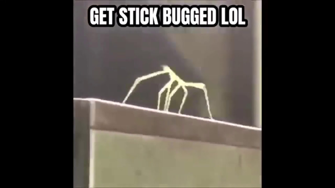 bicho palo bailando XDXDXDXDXD DXDXDXDXDXEXDXDD MEME - YouTube