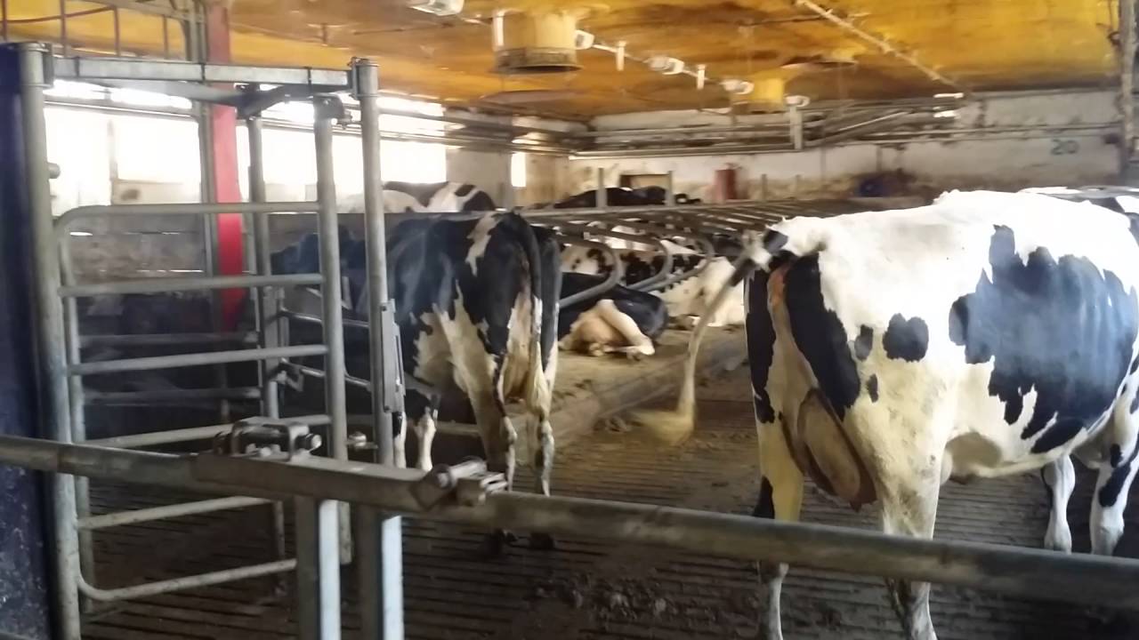 21 Lely Astronaut A4 et 1000 vaches en Allemagne - YouTube