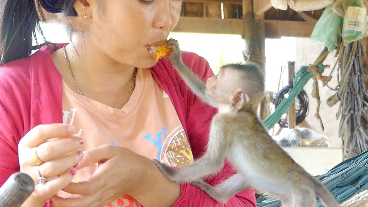Monkey Niki | Niki Family Enjoys Eat Mango And Food Security - YouTube