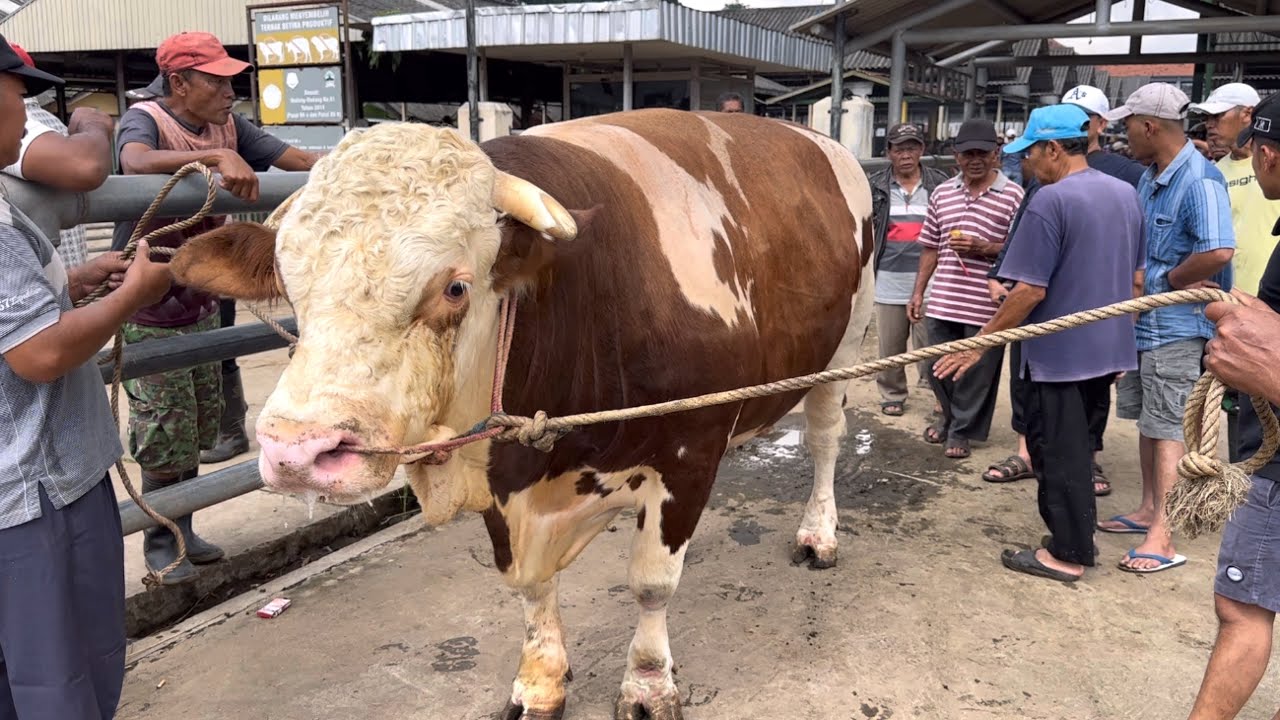 SAPI RAKSASA MENGENASKAN KAKI NYA PINCANG TURUN DARI TRUK ‼️🔥🔥🔥 - YouTube