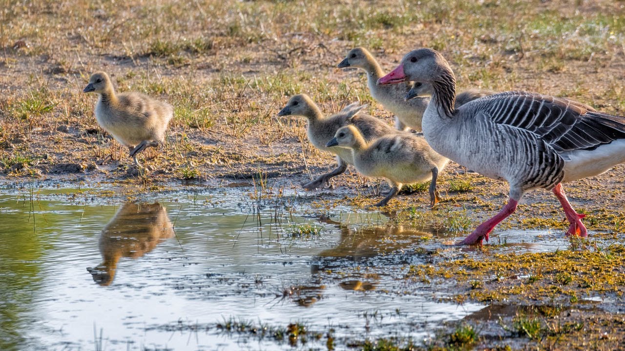 【4K】🌍 Cute Greylag Goose Goslings at the Lake - YouTube