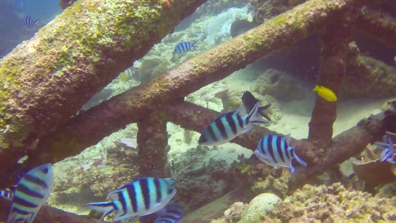 Bounty Wreck Dive 26th Nov 2016 v2 - YouTube