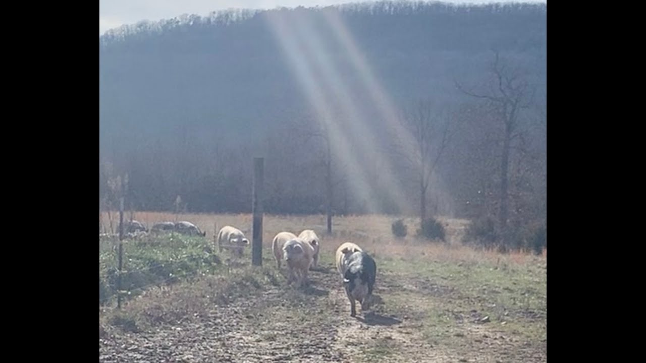 DO YOU KNOW THAT PIGS CAN RUN FAST - YouTube