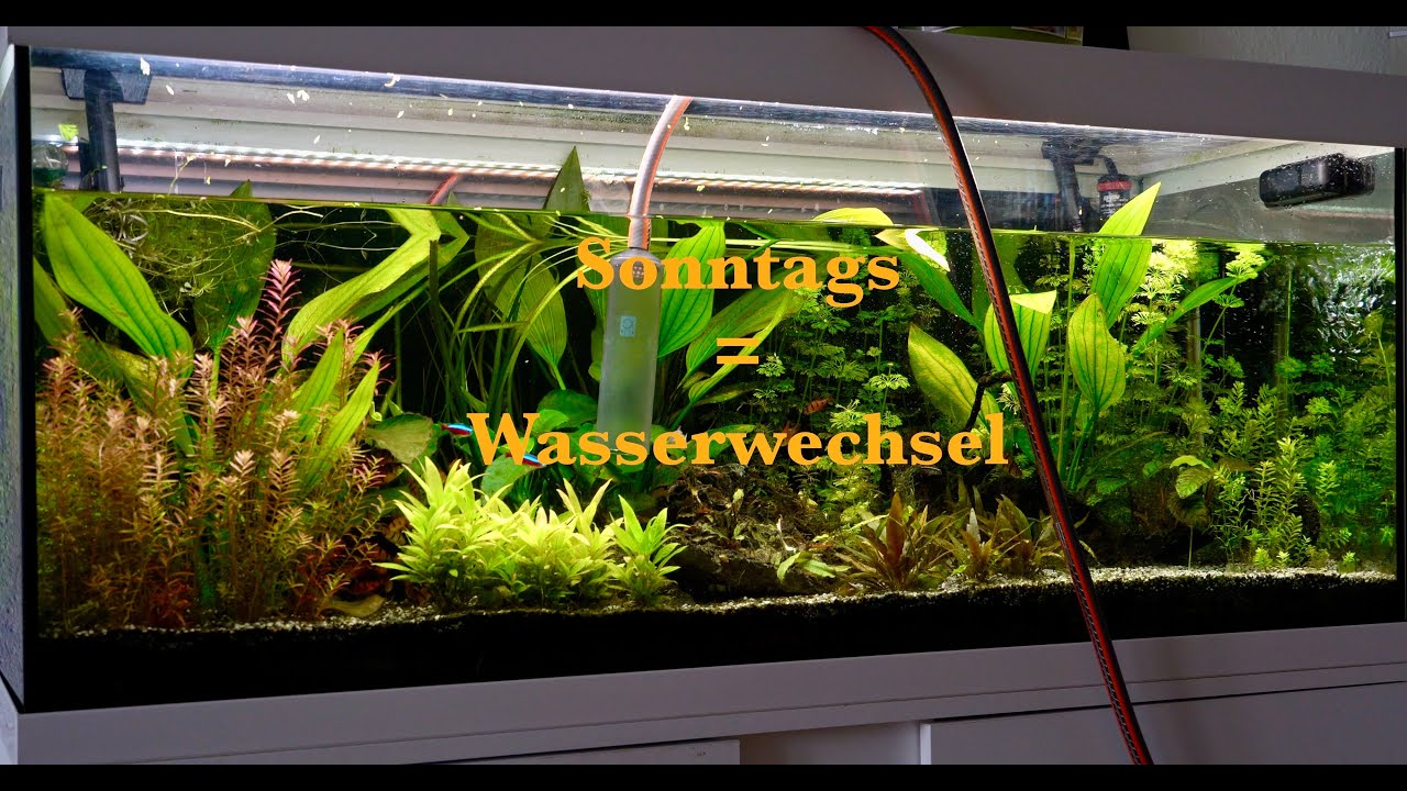 Eheim Vivaline Aquarium 240l -The Fishtank- Corydoras Julii - Smaragdprachtbarsch ...