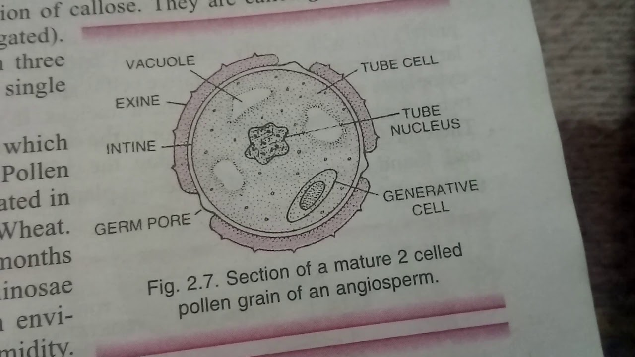 Structure of pollen grain explained 12th biology chapter 2 - YouTube