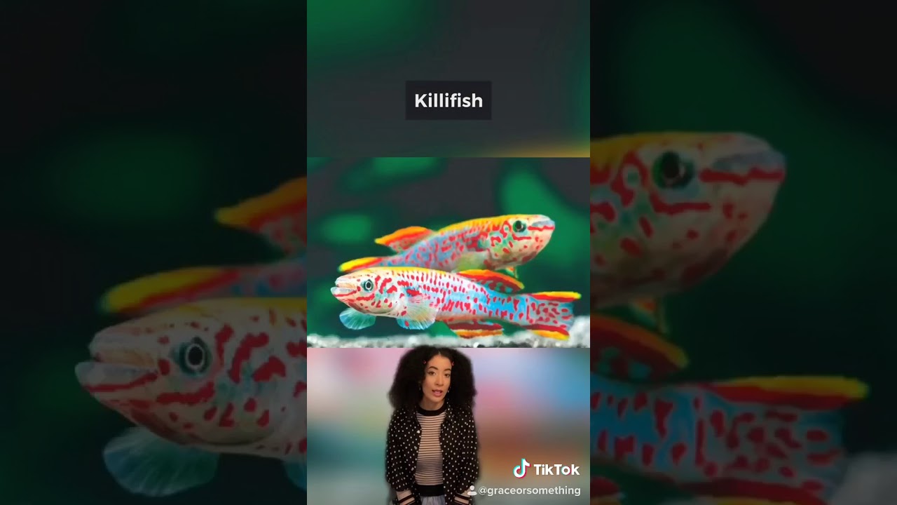 Fish rap - YouTube