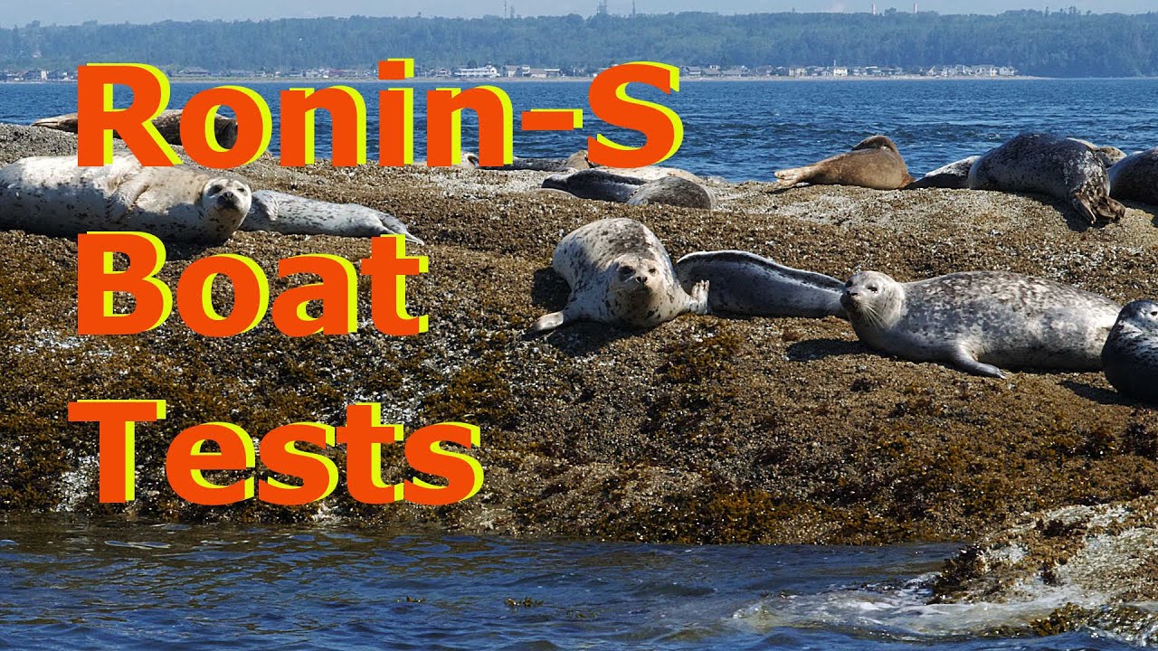 DJI Ronin-S Boat Test GH5 4K UHD Harbor Seals - YouTube