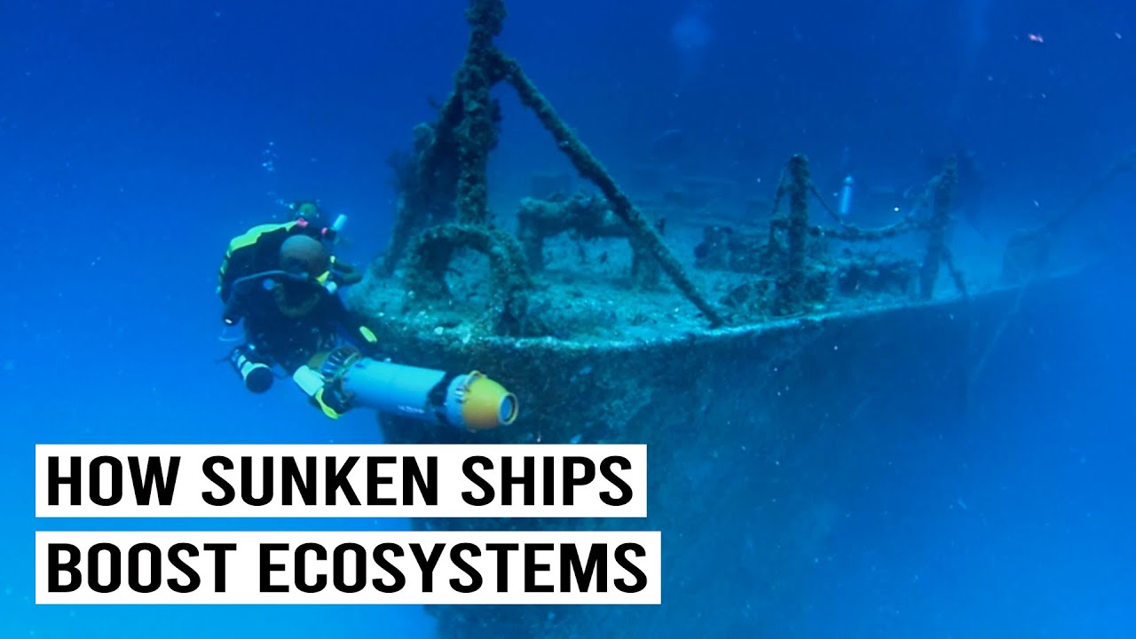 Shipwreck Transformations Into Marine Ecosystems (4K Documentary) - YouTube
