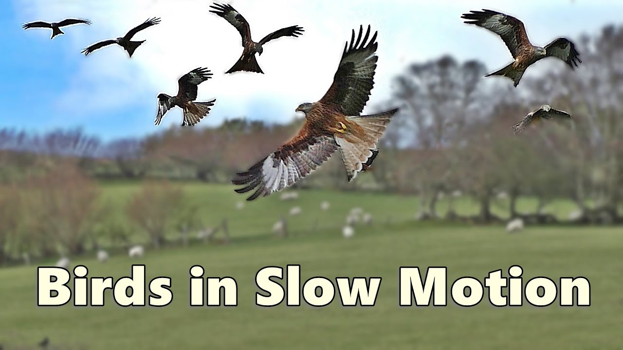 Slow Motion Birds - Amazing Birds Flying in Slow Motion - YouTube