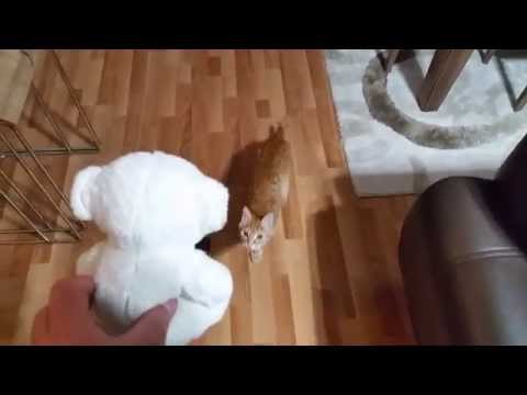 Kediler Nasıl Avlanır