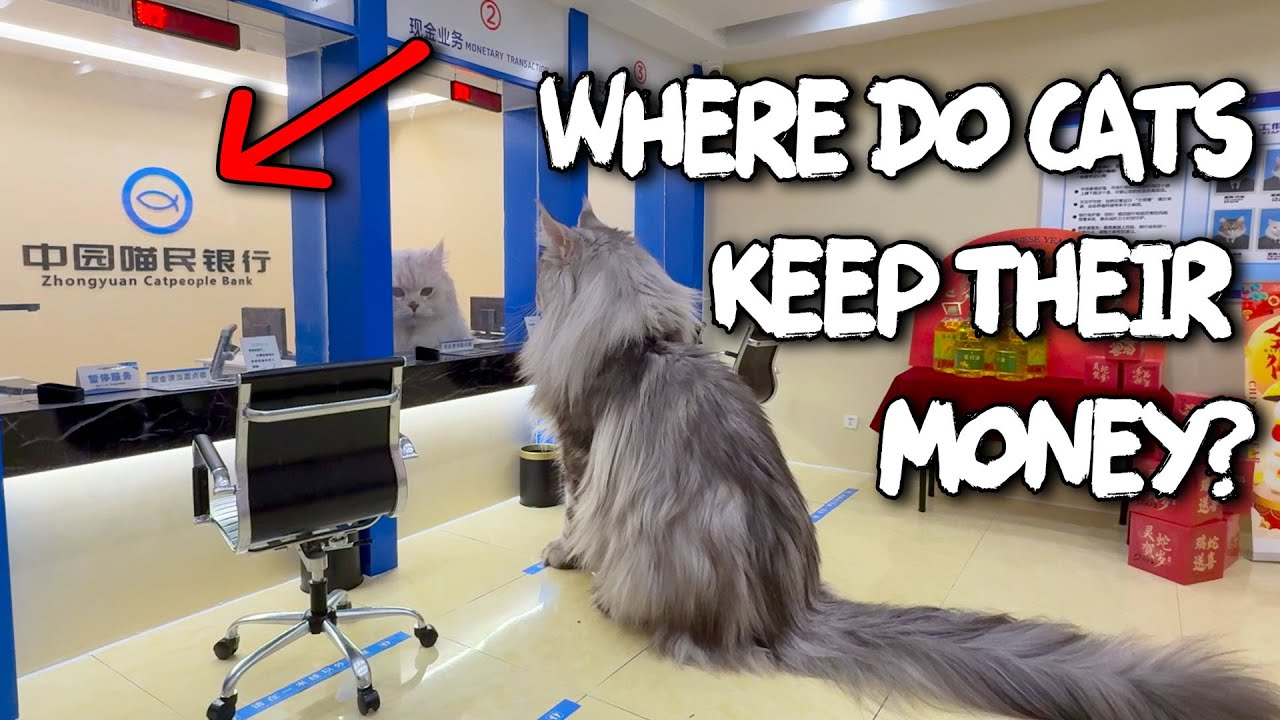 The Cat Bank is Now Open! Let's get some cash! - YouTube