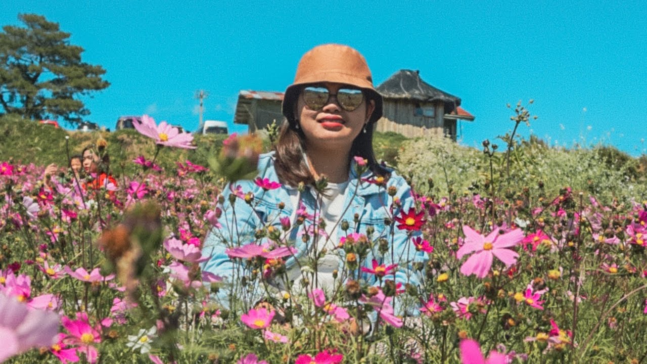 CHERRY BLOSSOMS IN ATOK BENGUET PHILIPPINES / SAKURA PARK | MAUREEN ...
