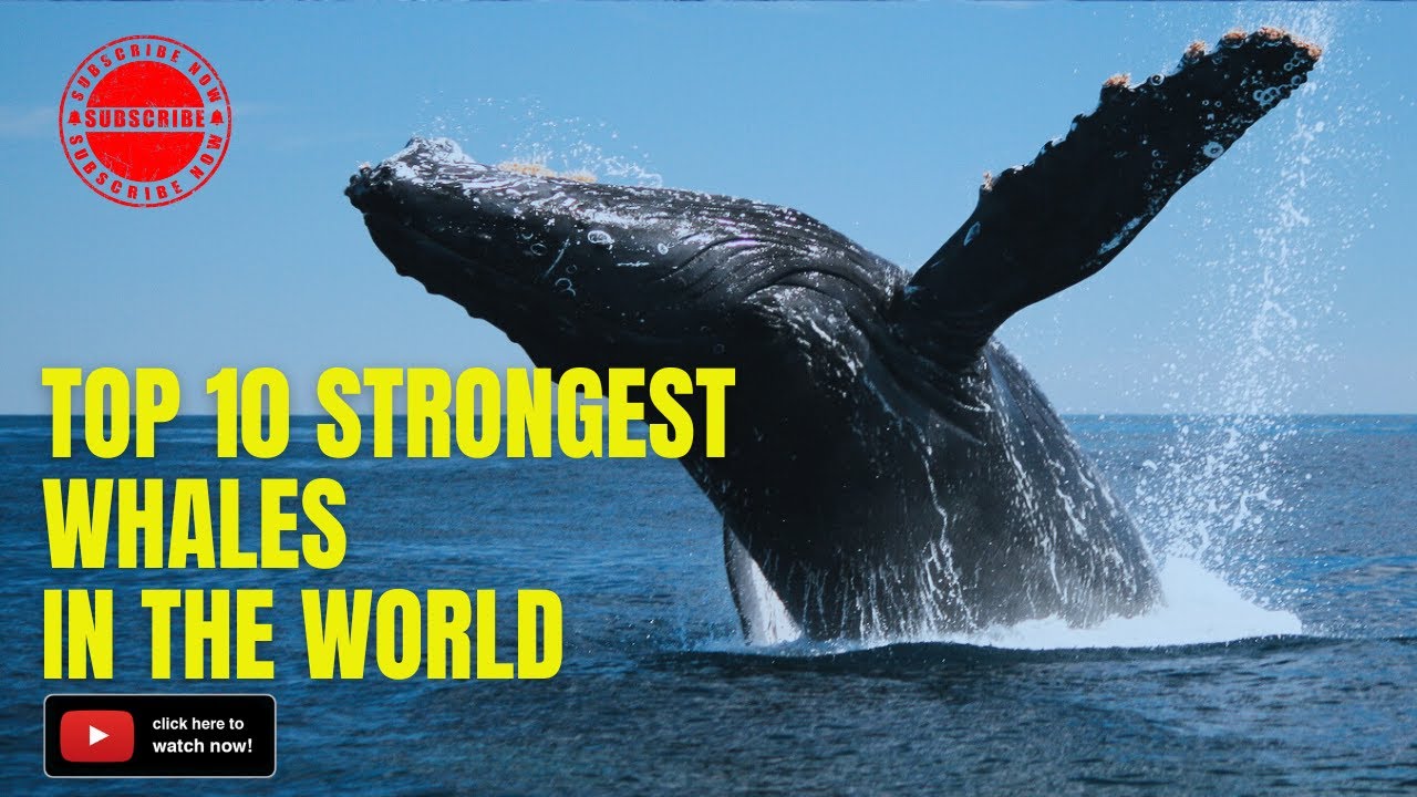 Top 10 Strongest Whales in the World: Awe-Inspiring Creatures of the ...