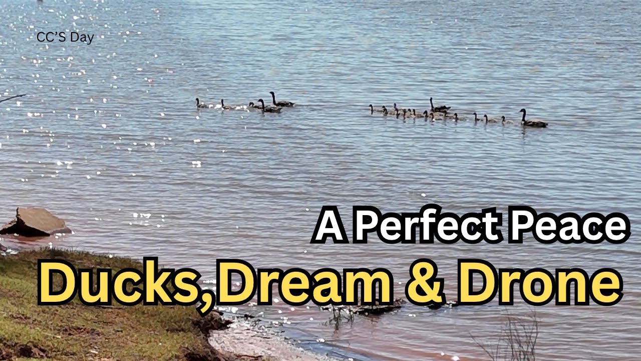 A perfect peace with Ducks, Dreams and Drone#drone #peace #life - YouTube