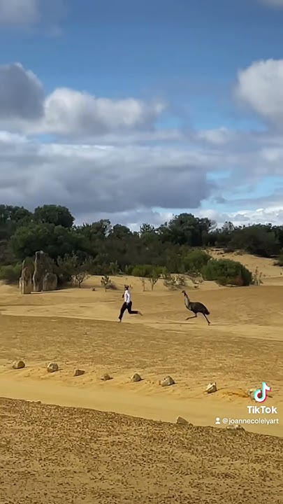 Runaway emu at the pinnacles WA. So glad I managed to capture this and that he is ok!😂 #emu ...