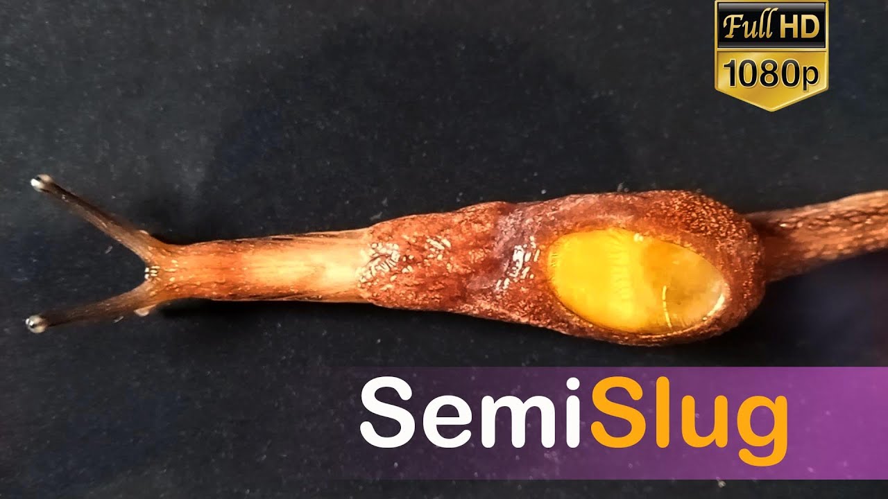 Semi-Slug Footage Video HD - YouTube