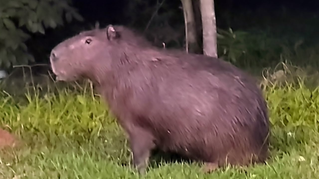 capivara um animal lindo - YouTube